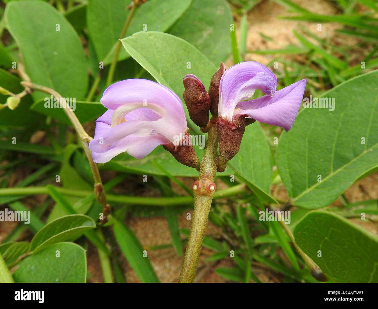 Beach Bean (Canavalia rosea) Plantae Stock Photo - Alamy