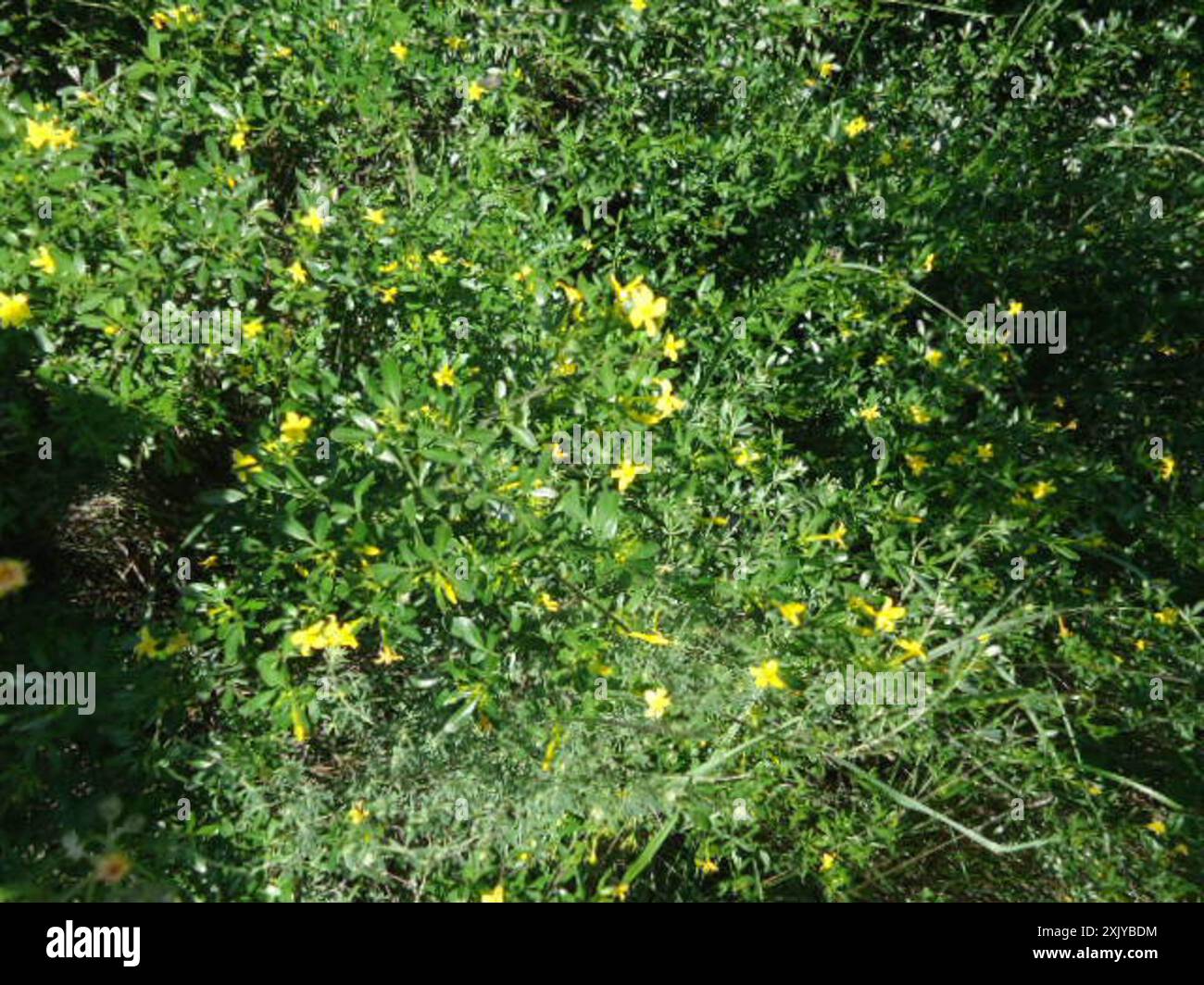 Chrysojasminum hi-res stock photography and images - Alamy