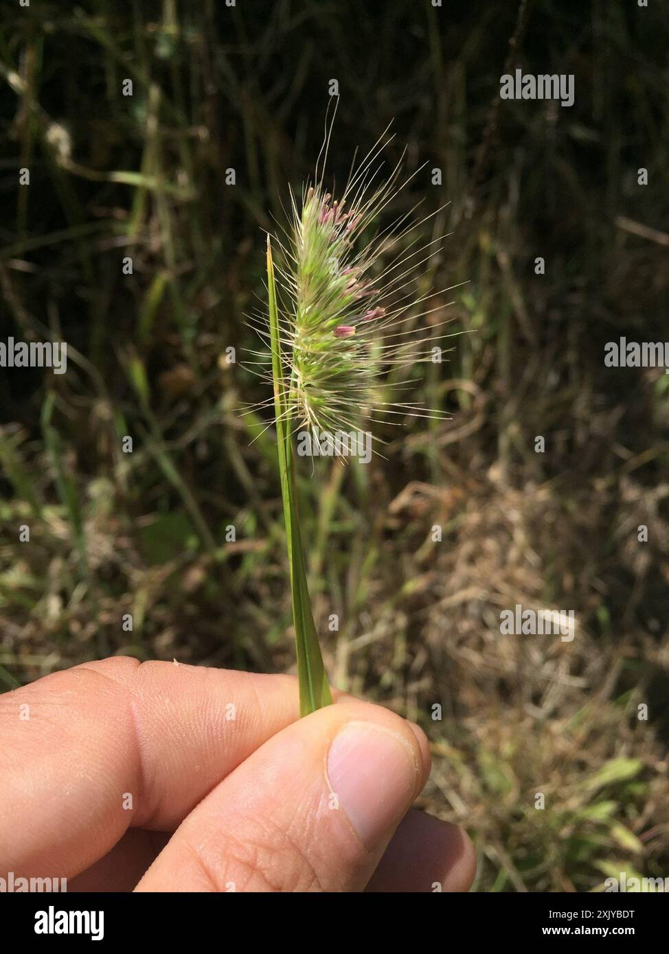 bristly dogtail grass (Cynosurus echinatus) Plantae Stock Photo - Alamy