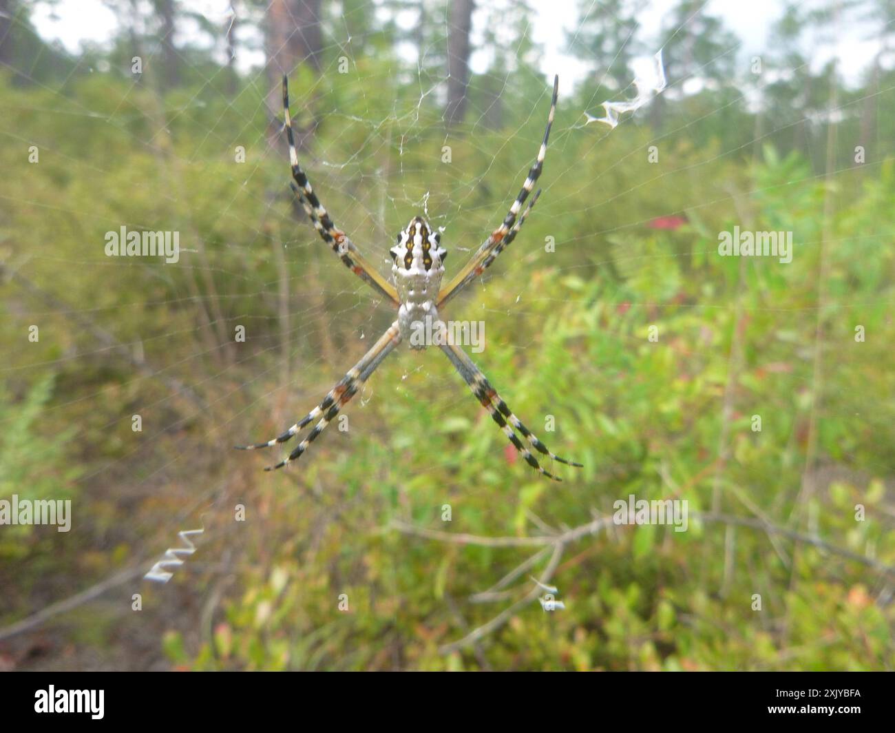 Florida Garden Spider (Argiope florida) Arachnida Stock Photo - Alamy