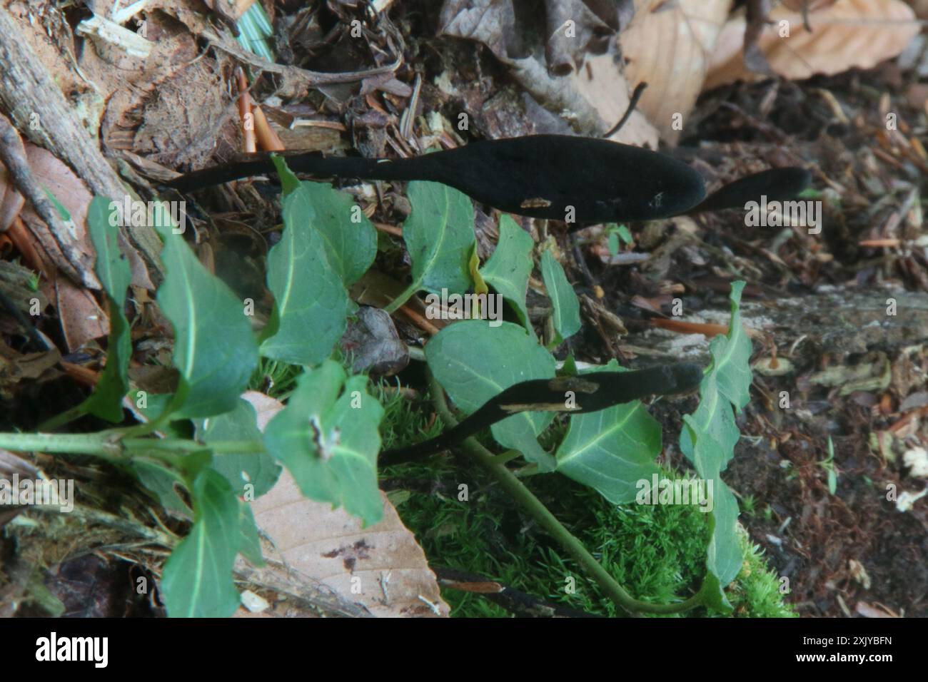 Earth Tongues (Geoglossum) Fungi Stock Photo - Alamy