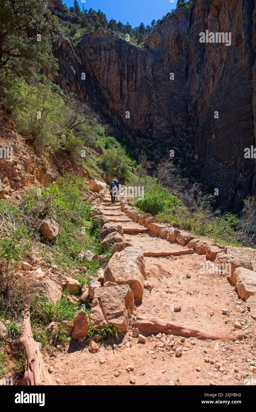 Hikers climb upwards along Bright Angle trail under steep cliff walls ...