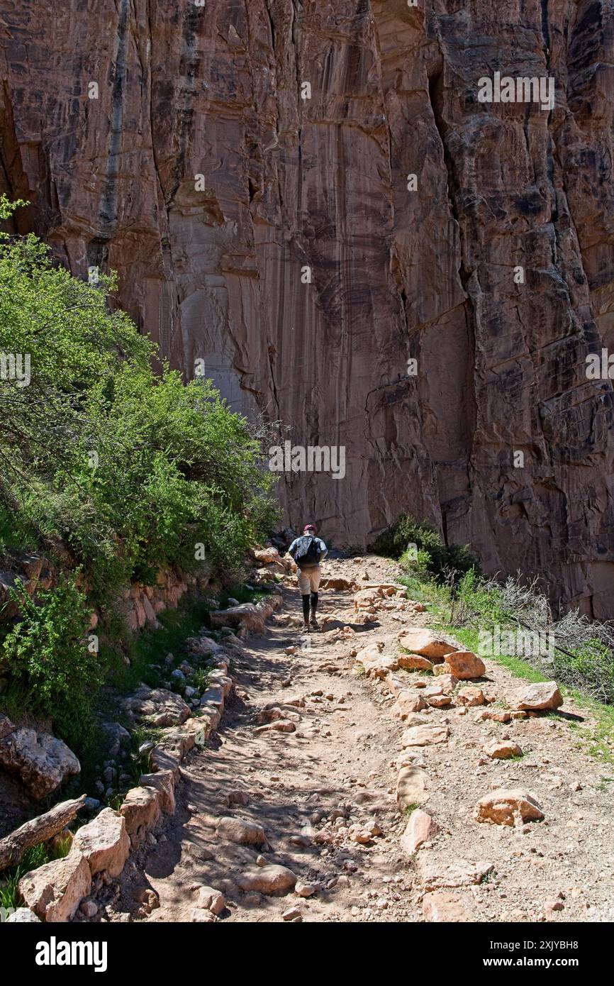 Lone hiker climb upwards along Bright Angle trail under steep cliff ...