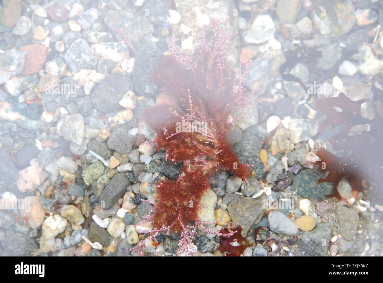 coralline algae (Corallinaceae) Plantae Stock Photo - Alamy