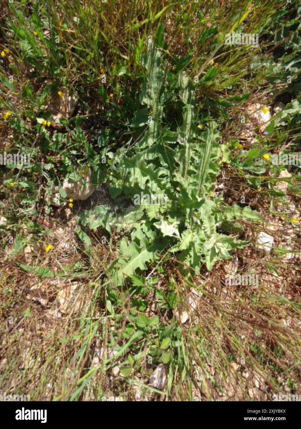 Mullein verbascum sinuatum hi-res stock photography and images - Alamy