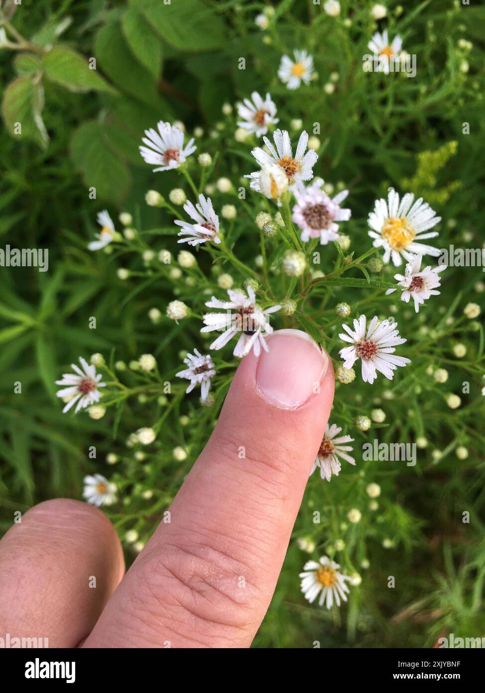 American asters (Symphyotrichum) Plantae Stock Photo - Alamy