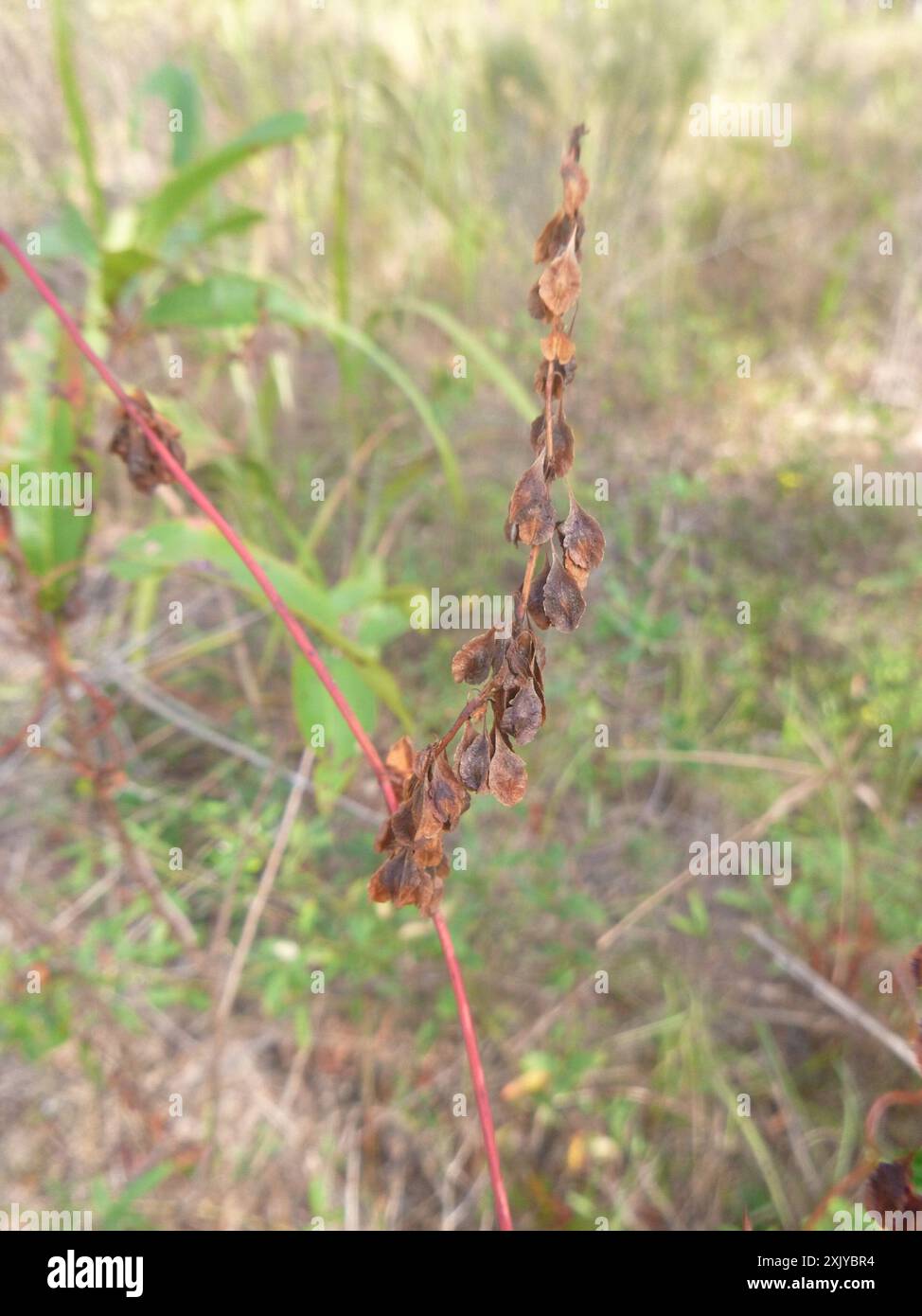 Climbing Buckwheat (Fallopia cristata) Plantae Stock Photo - Alamy