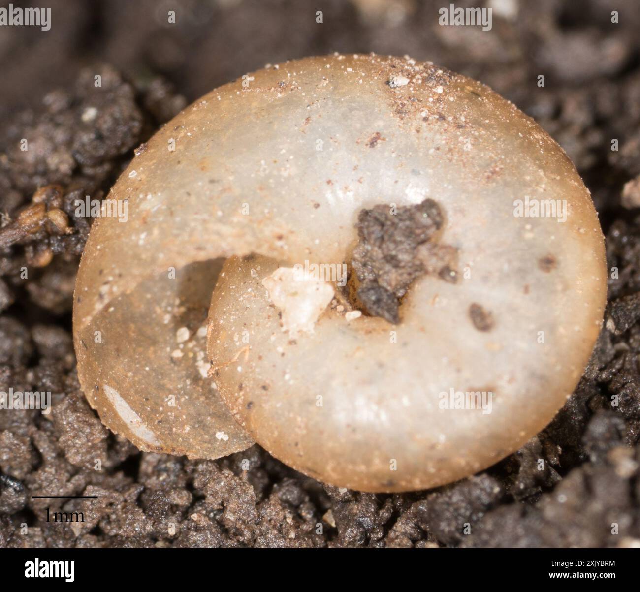 Typical Glass Snails (Oxychilus) Mollusca Stock Photo - Alamy