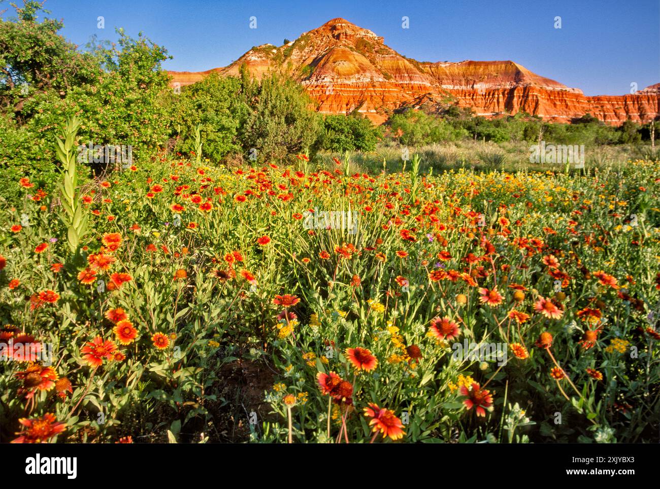 Firewheel Blanketflowers blooming at Lighthouse Trail, Capitol Peak in ...