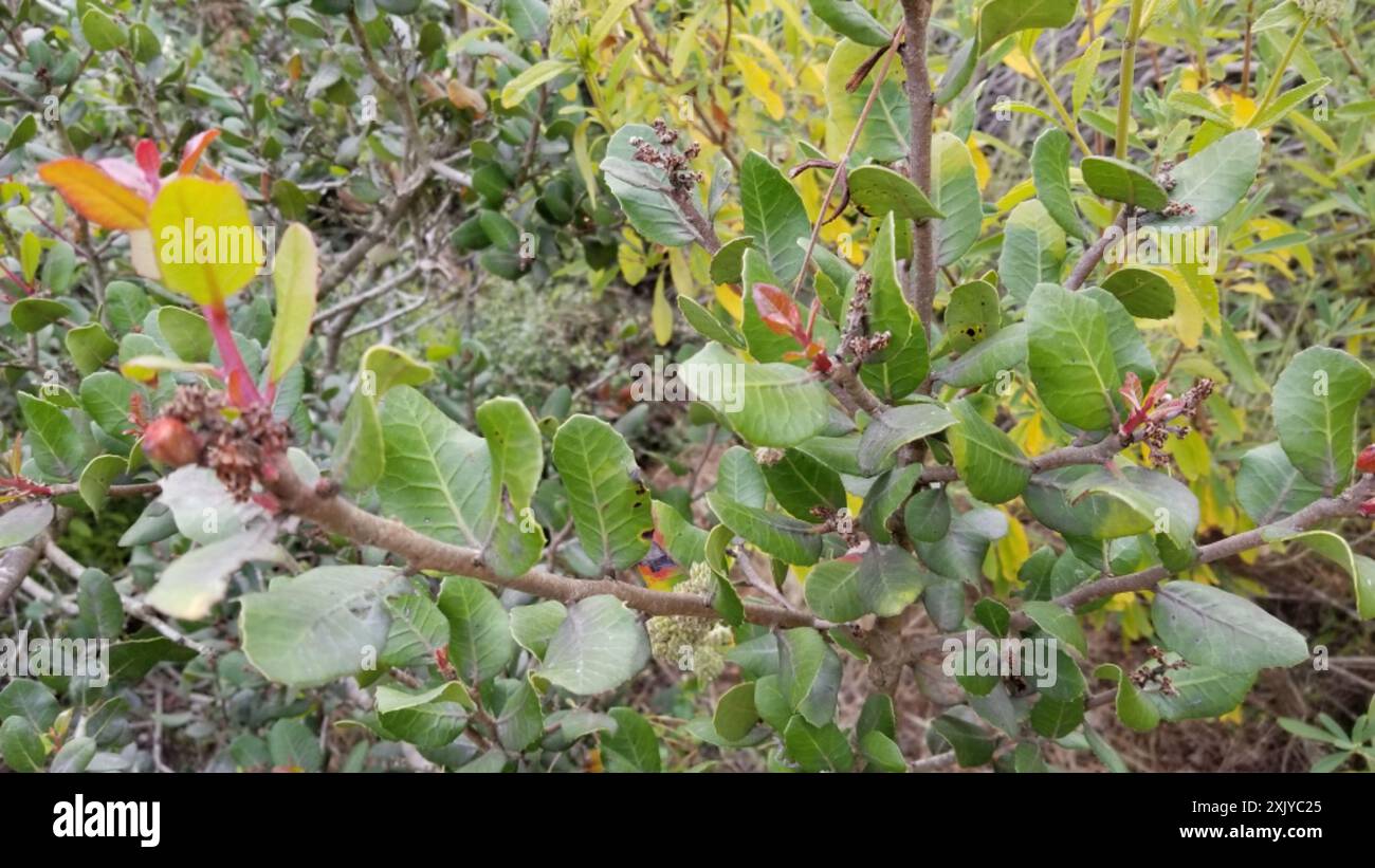 lemonade berry (Rhus integrifolia) Plantae Stock Photo - Alamy