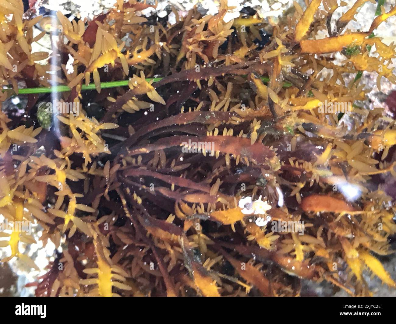 Bleach Weed (Prionitis sternbergii) Plantae Stock Photo - Alamy