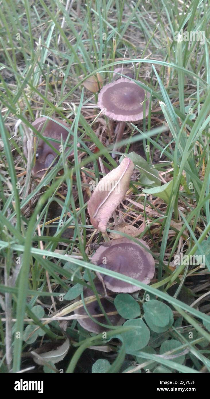 Mower's Mushroom (Panaeolus foenisecii) Fungi Stock Photo - Alamy