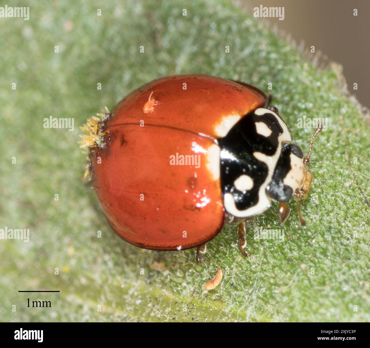 Spotless Lady Beetle (Cycloneda sanguinea) Insecta Stock Photo - Alamy