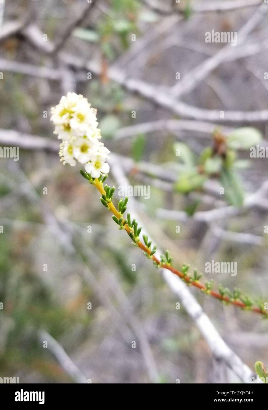 chamise (Adenostoma fasciculatum) Plantae Stock Photo - Alamy