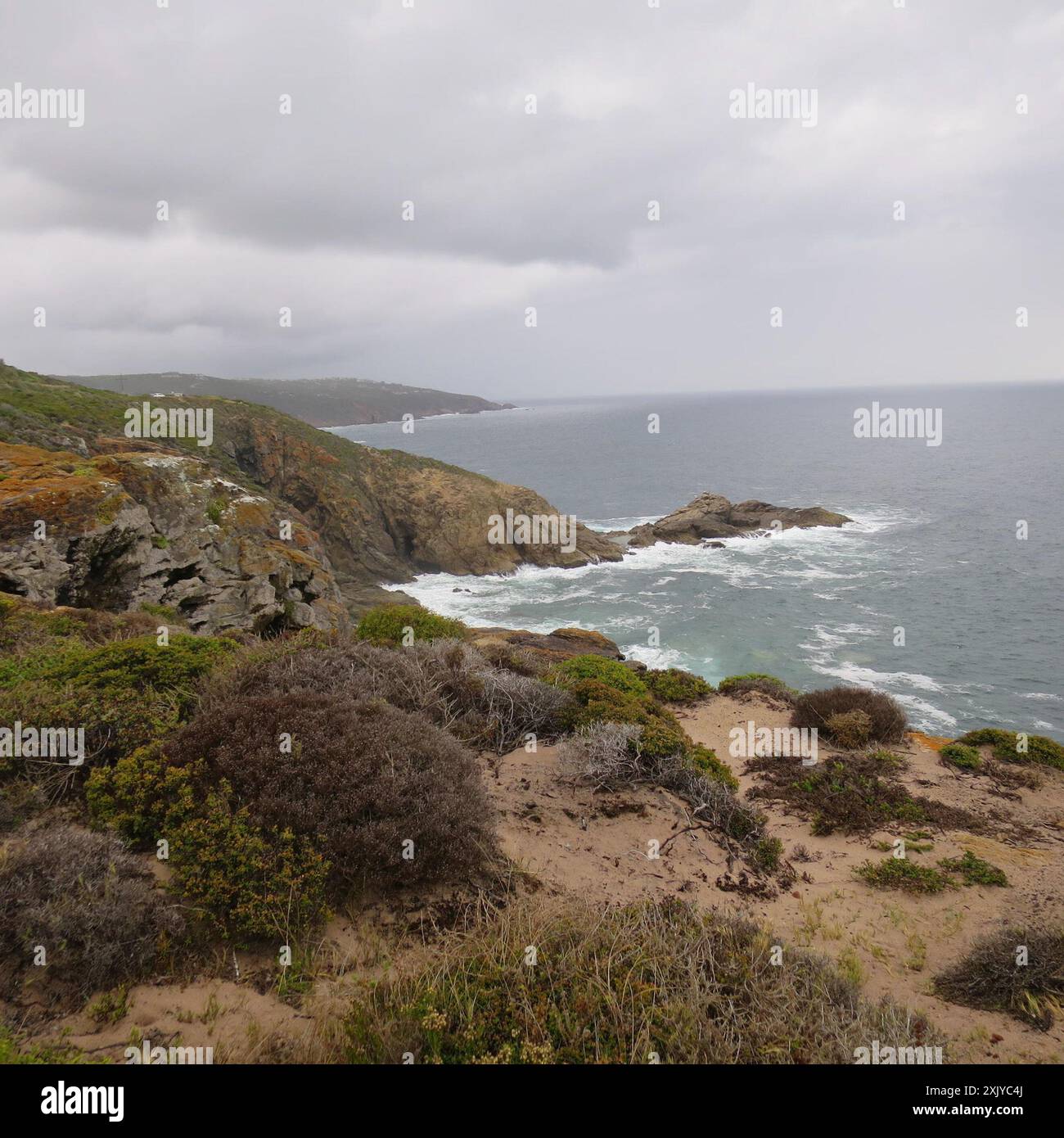 western coastal wattle (Acacia cyclops) Plantae Stock Photo - Alamy