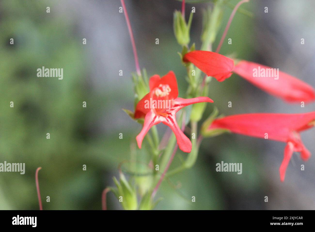 Beardlip Penstemon (Penstemon barbatus) Plantae Stock Photo - Alamy