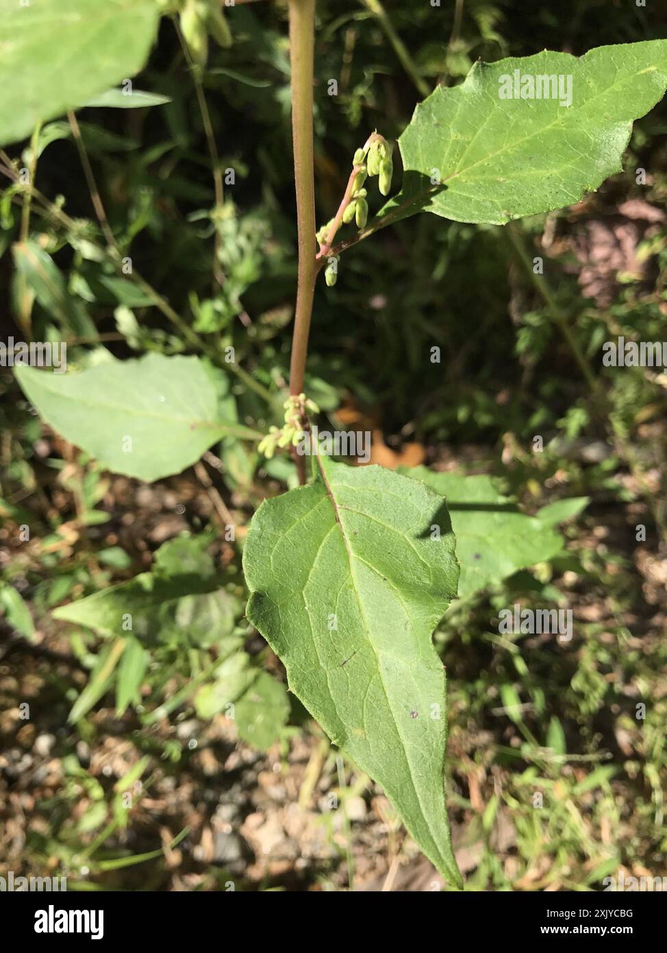 tall rattlesnake root (Nabalus altissimus) Plantae Stock Photo - Alamy