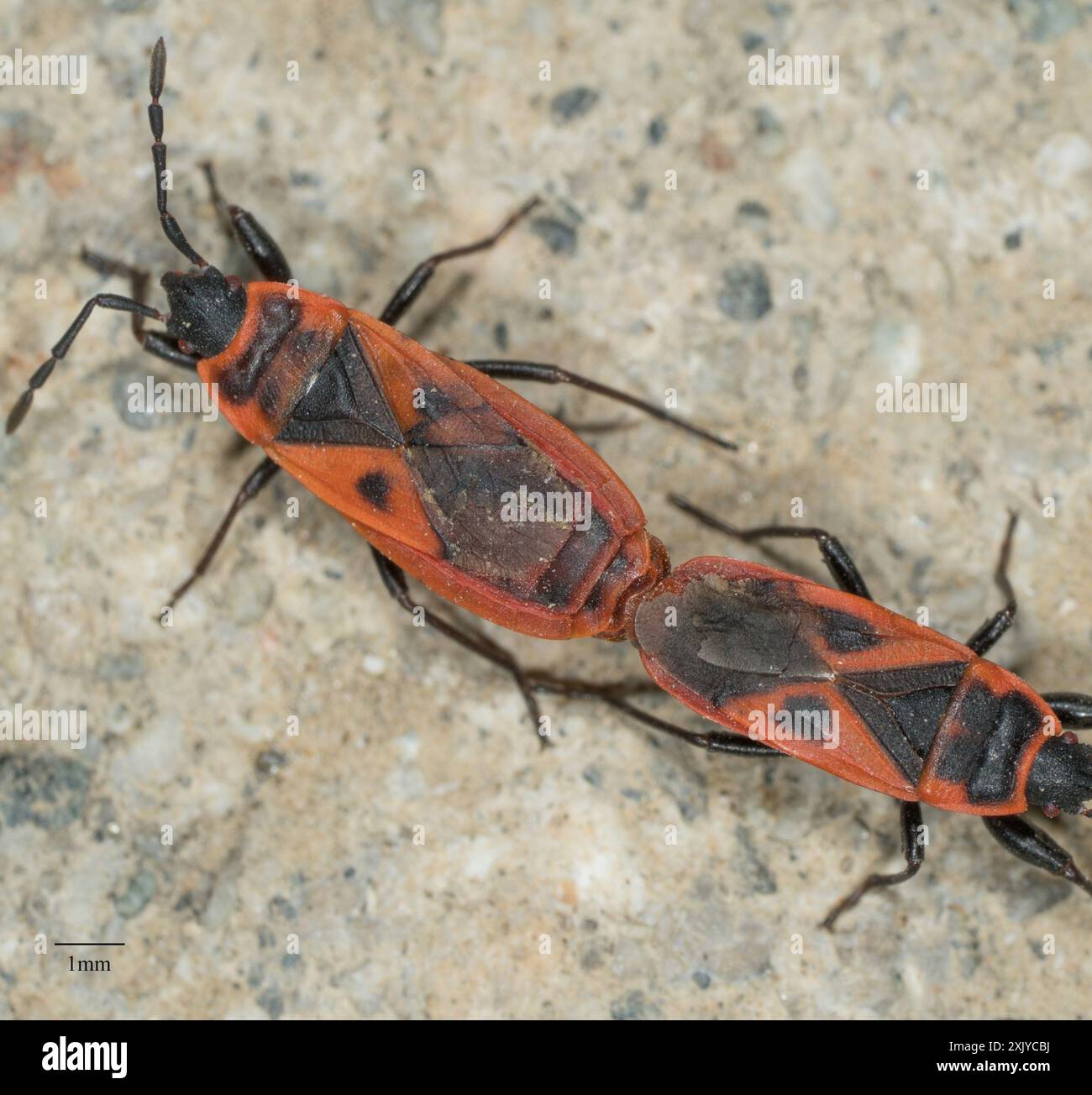 Mediterranean red bug (Scantius aegyptius) Insecta Stock Photo - Alamy