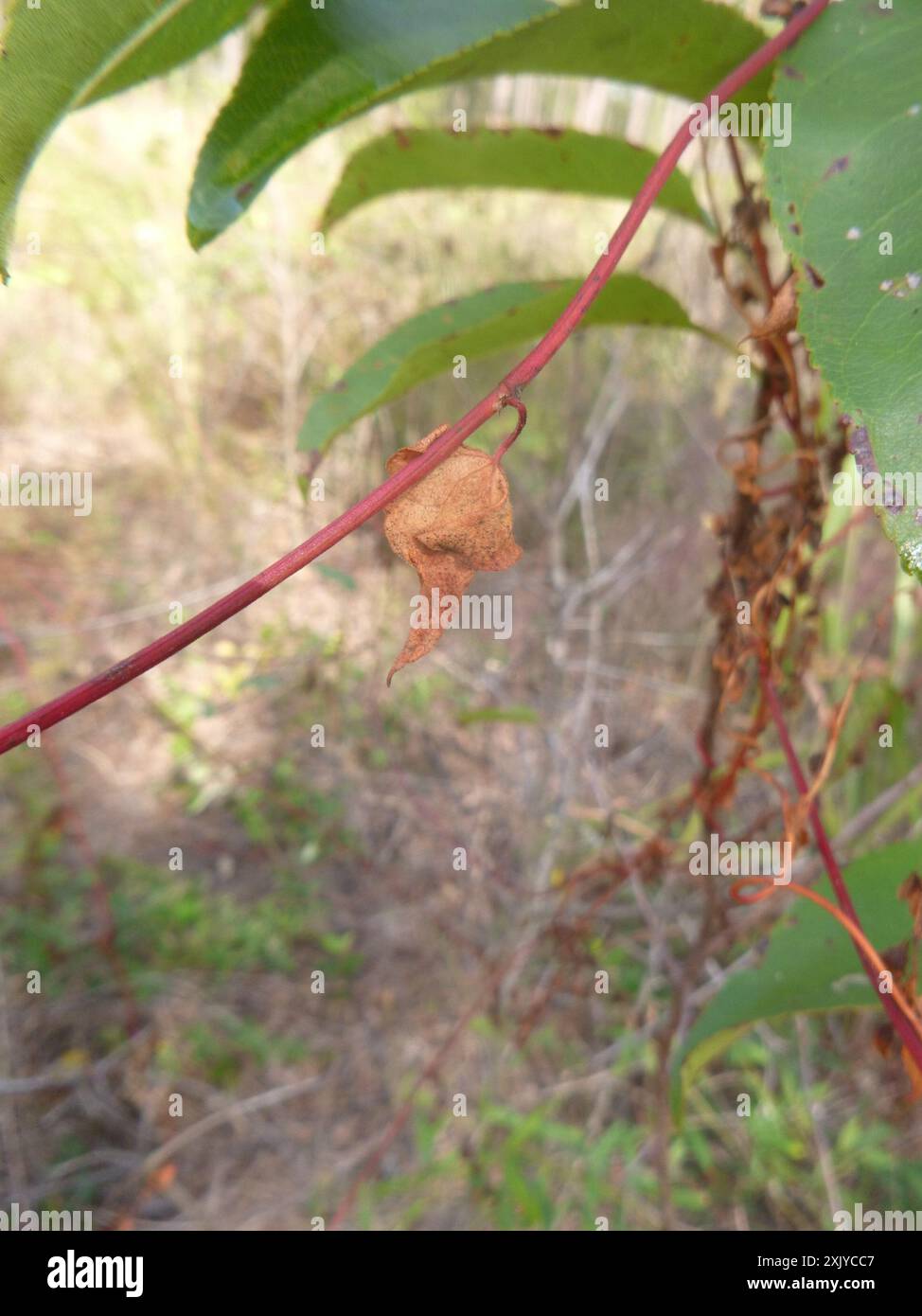 Climbing Buckwheat (Fallopia cristata) Plantae Stock Photo - Alamy