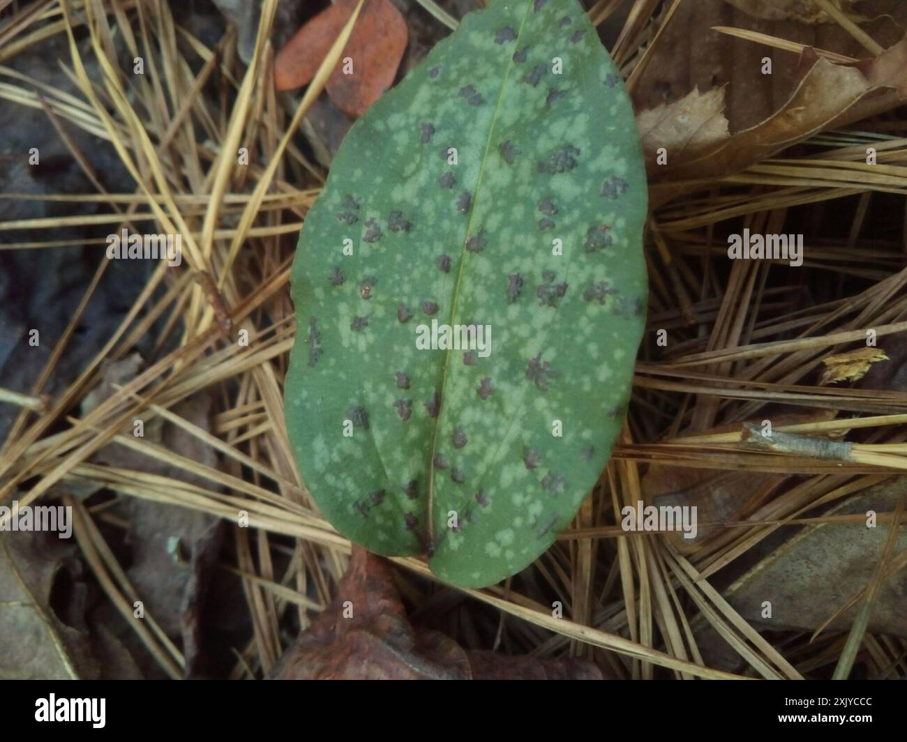 crane-fly orchid (Tipularia discolor) Plantae Stock Photo - Alamy