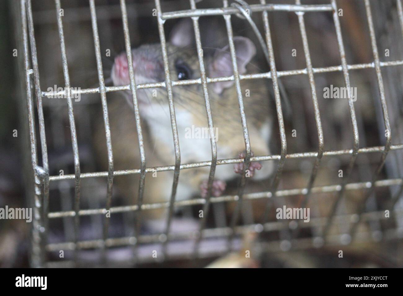 Bukit White-bellied Rat (Niviventer bukit) Mammalia Stock Photo - Alamy