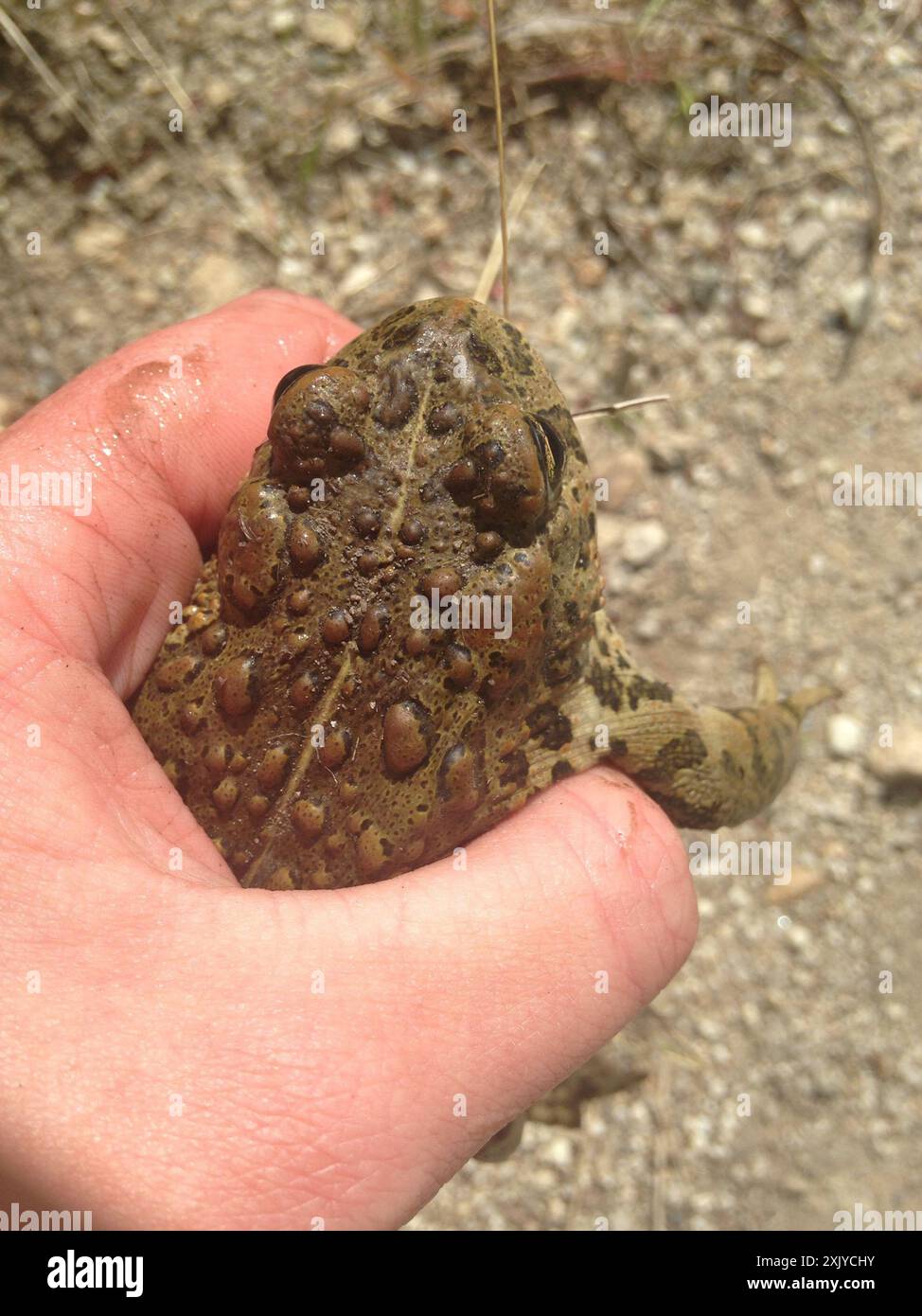 Western Toad (Anaxyrus boreas) Amphibia Stock Photo - Alamy