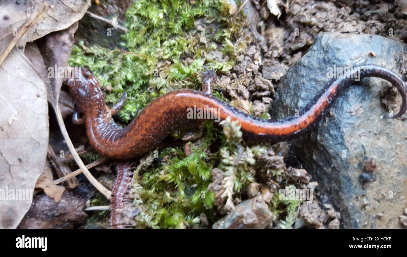Southern Red-backed Salamander (Plethodon serratus) Amphibia Stock ...