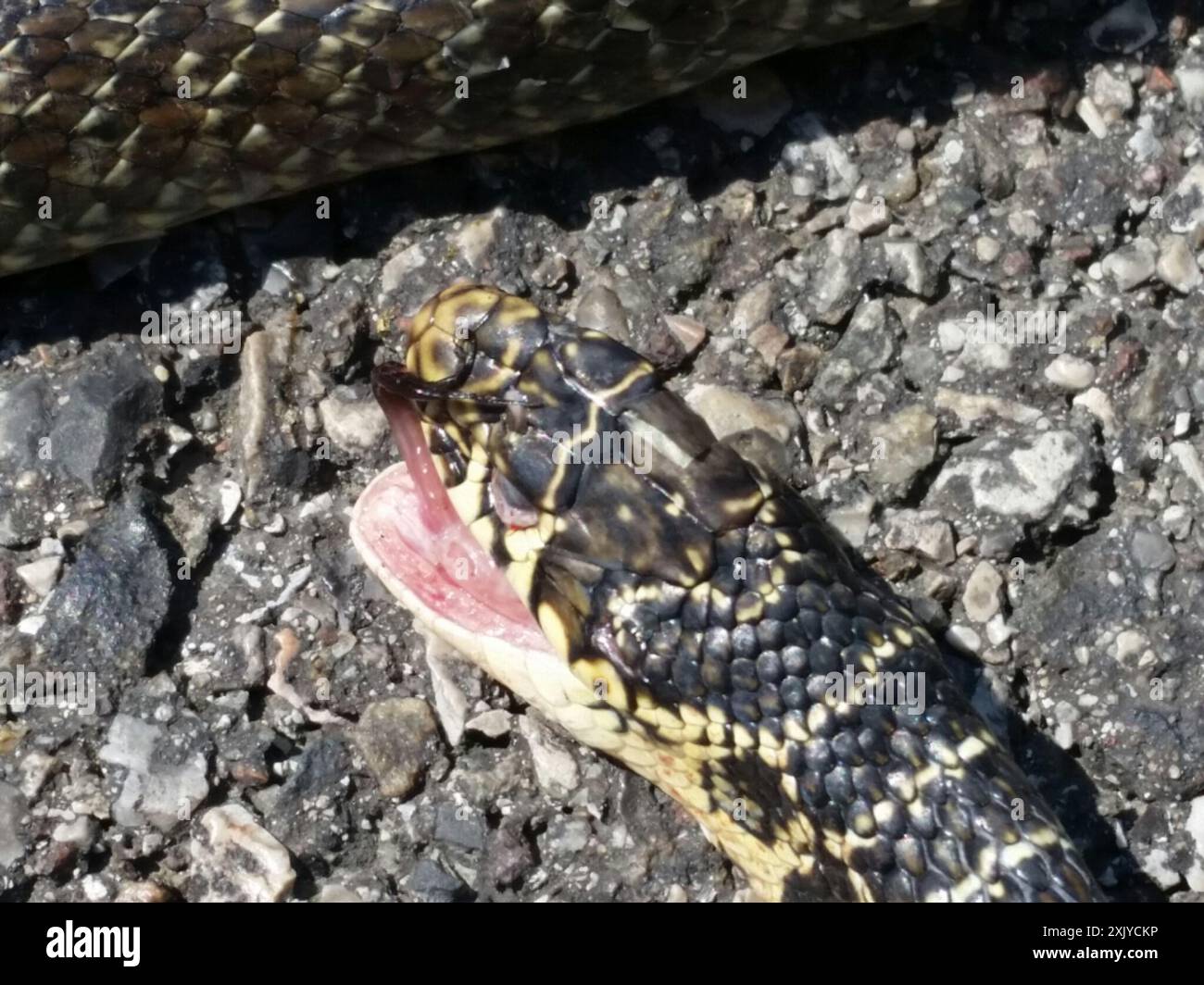 Green Whip Snake (Hierophis viridiflavus) Reptilia Stock Photo - Alamy
