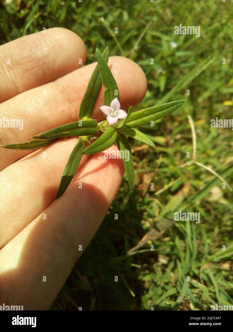 rough buttonweed (Hexasepalum teres) Plantae Stock Photo - Alamy
