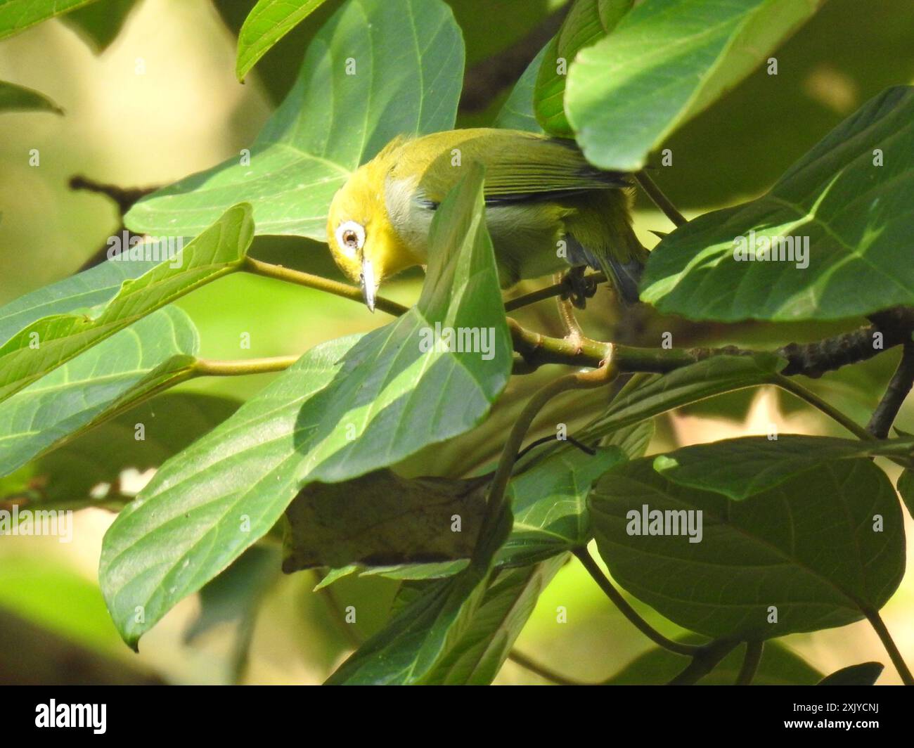 Swinhoe's White-eye (Zosterops simplex) Aves Stock Photo - Alamy