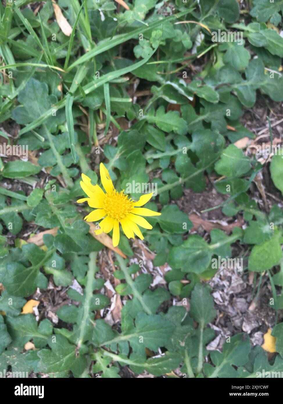 Prostrate Capeweed (Arctotheca prostrata) Plantae Stock Photo - Alamy