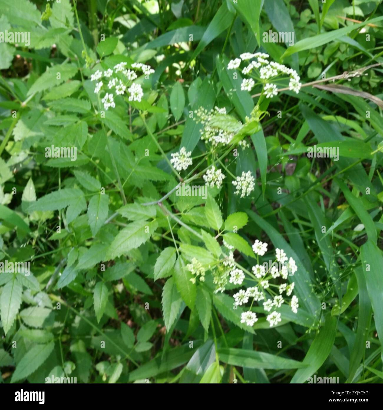 water hemlock (Cicuta maculata) Plantae Stock Photo - Alamy