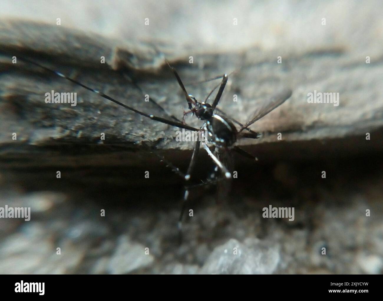 Asian Tiger Mosquito (Aedes albopictus) Insecta Stock Photo - Alamy