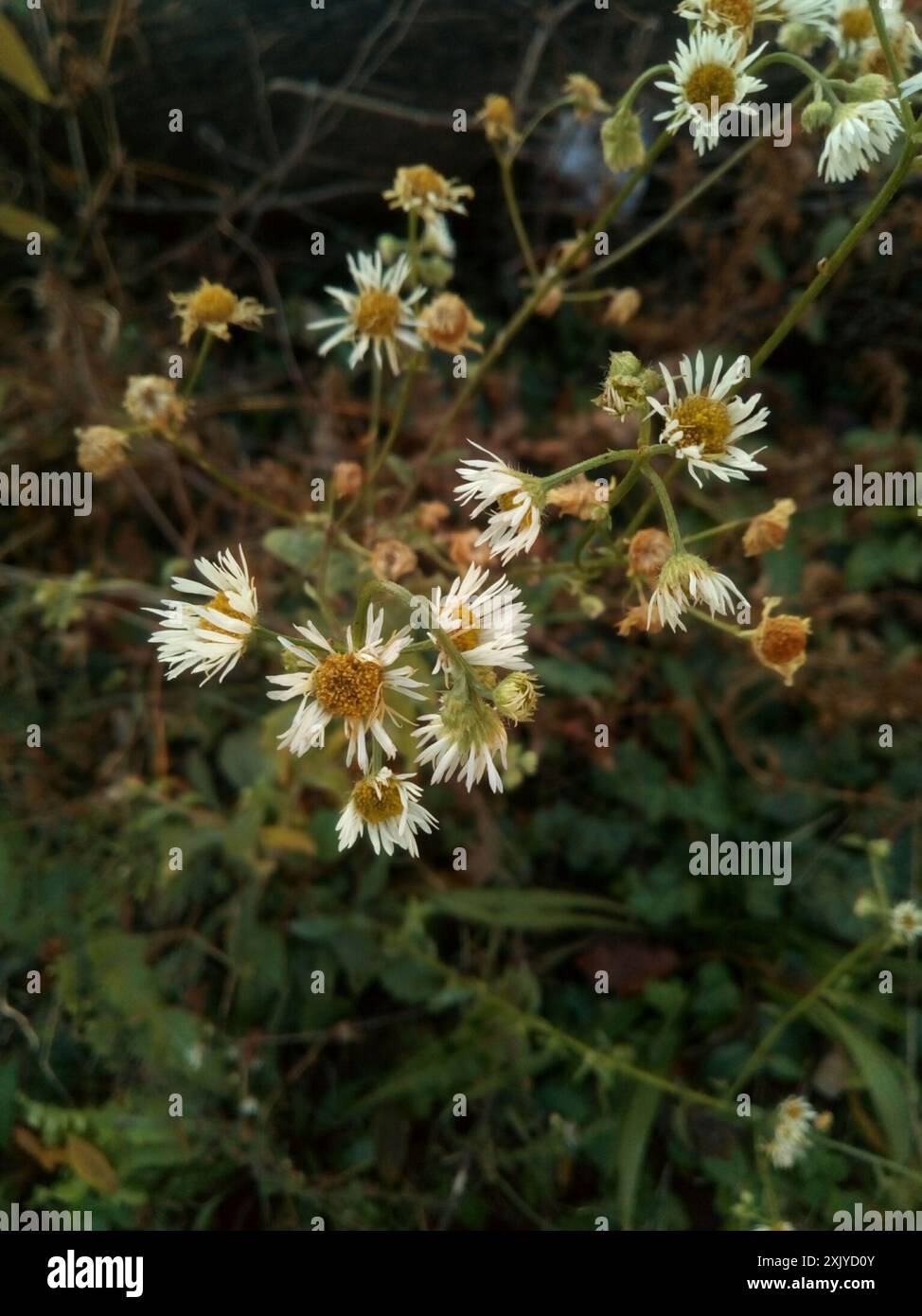 asters and allies (Astereae) Plantae Stock Photo - Alamy