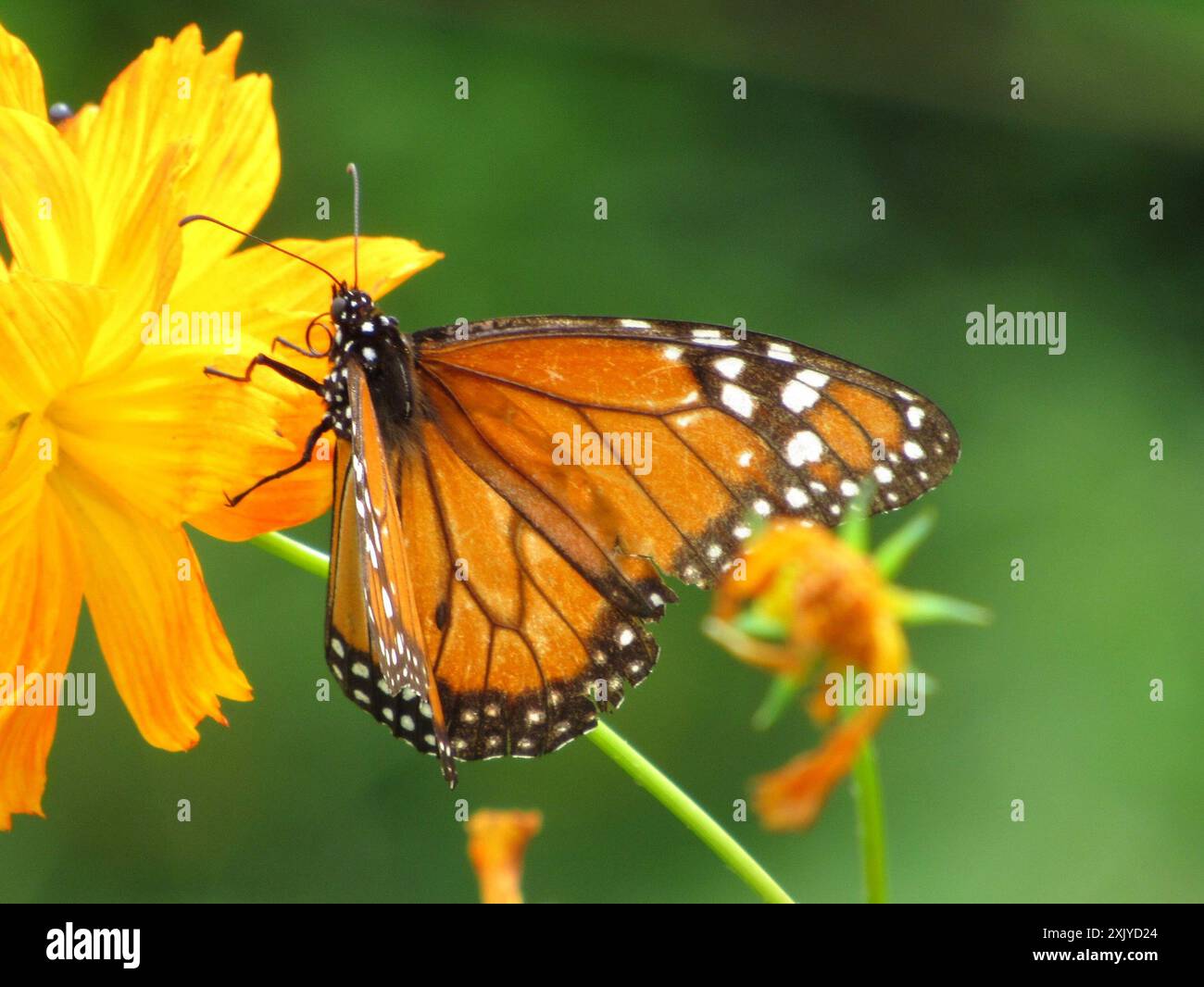 Southern Monarch (Danaus erippus) Insecta Stock Photo - Alamy