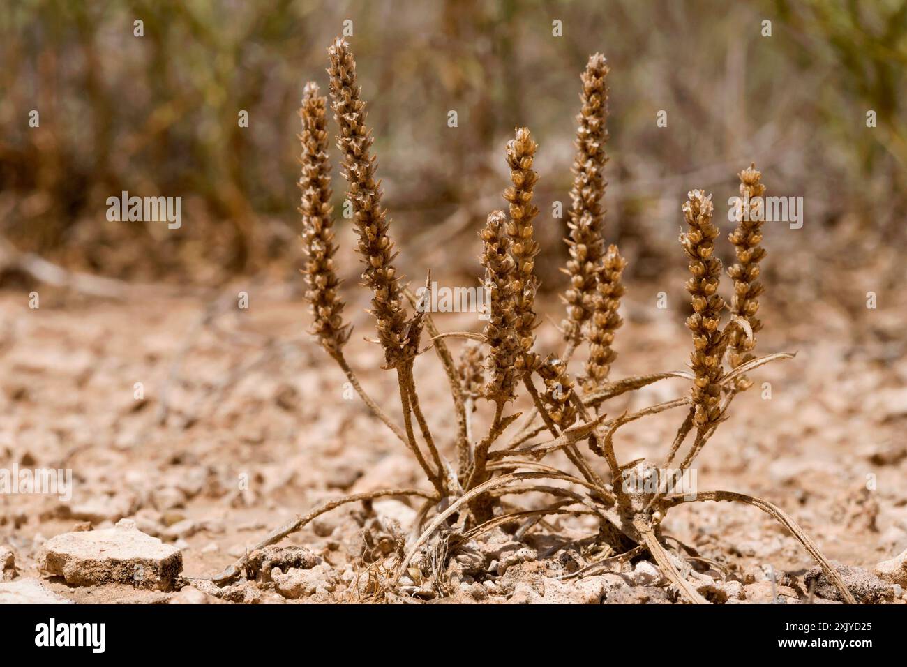 Woolly Plantain (Plantago patagonica) Plantae Stock Photo - Alamy