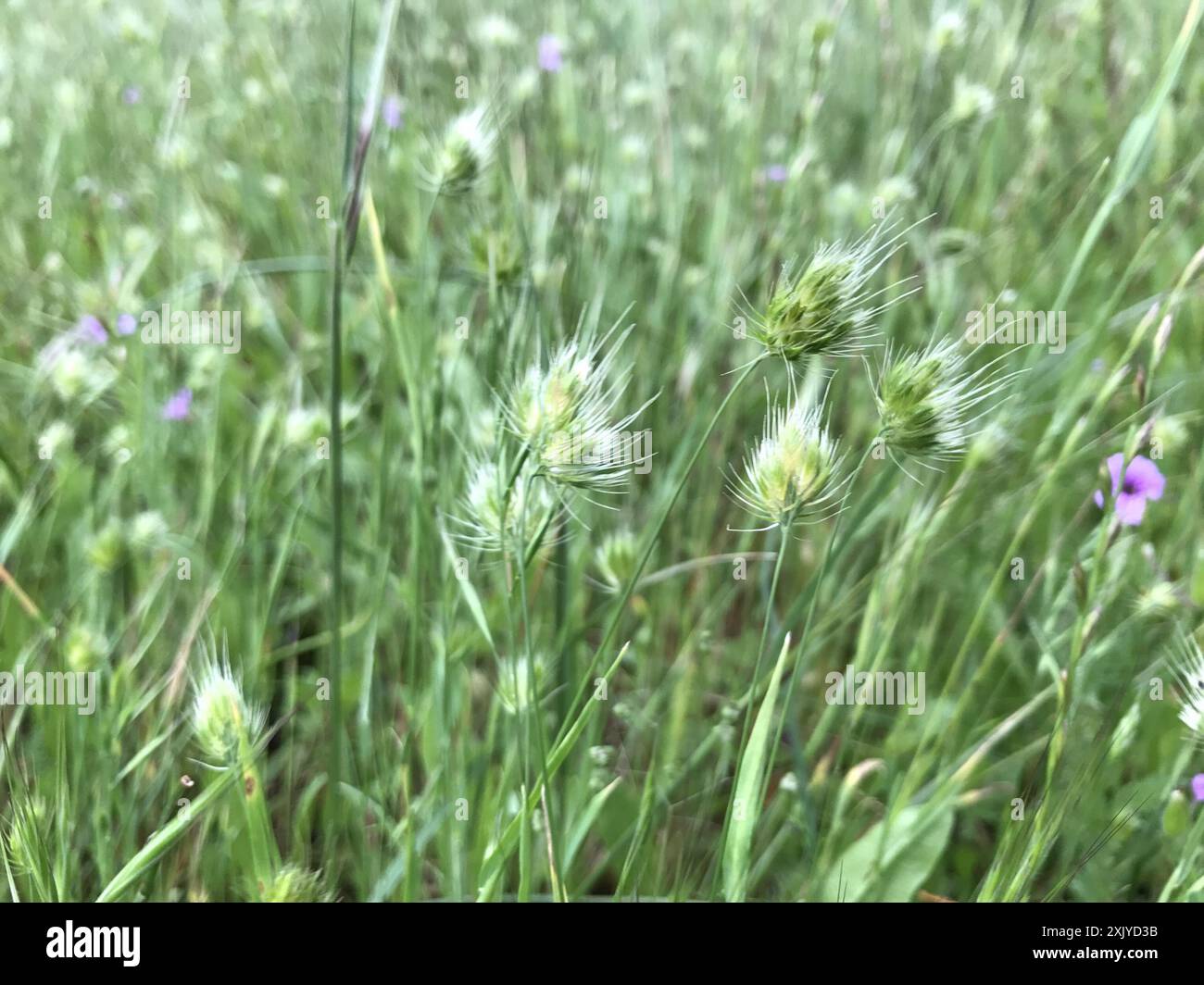 bristly dogtail grass (Cynosurus echinatus) Plantae Stock Photo - Alamy