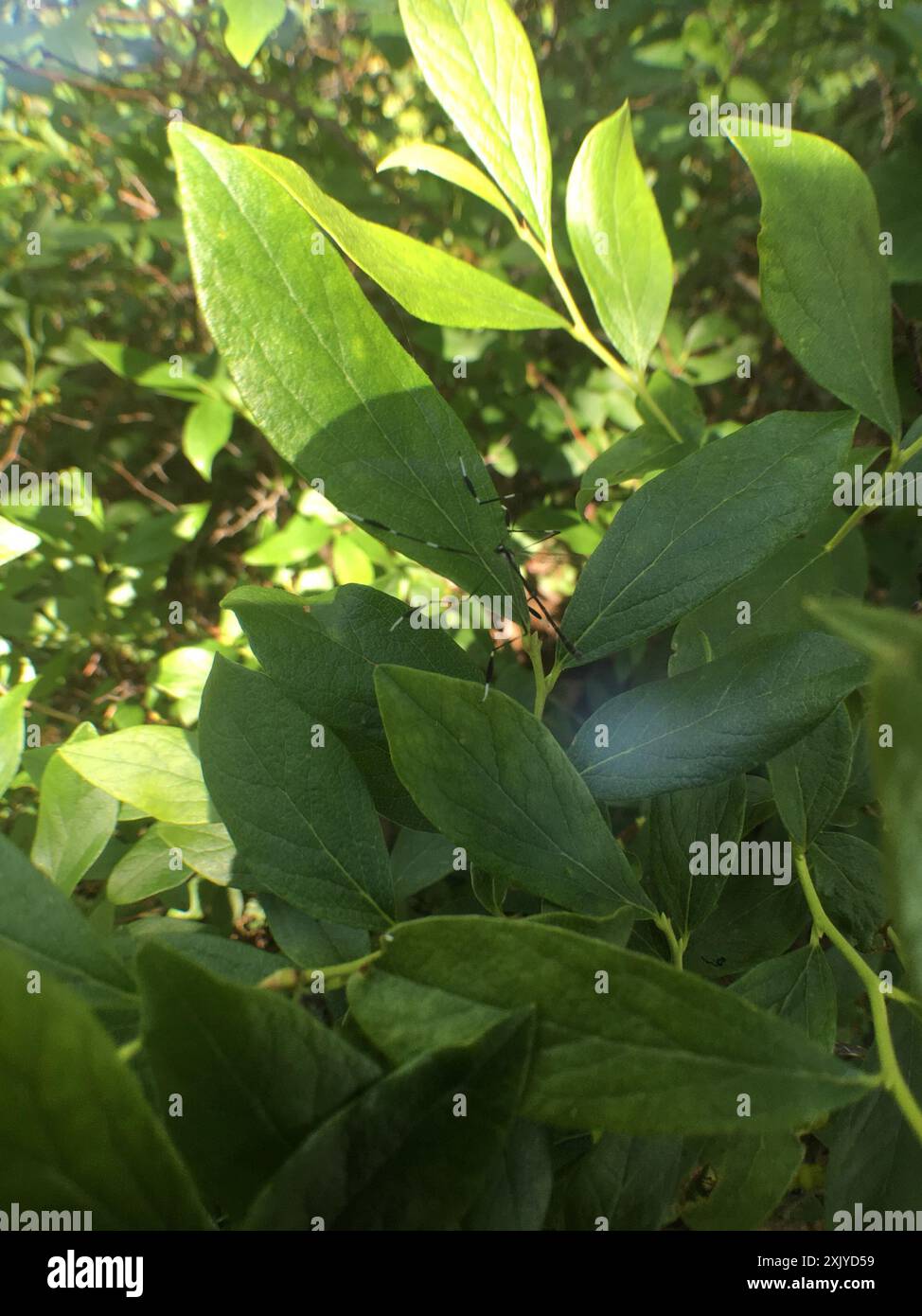 Eastern Phantom Crane Fly (Bittacomorpha clavipes) Insecta Stock Photo ...
