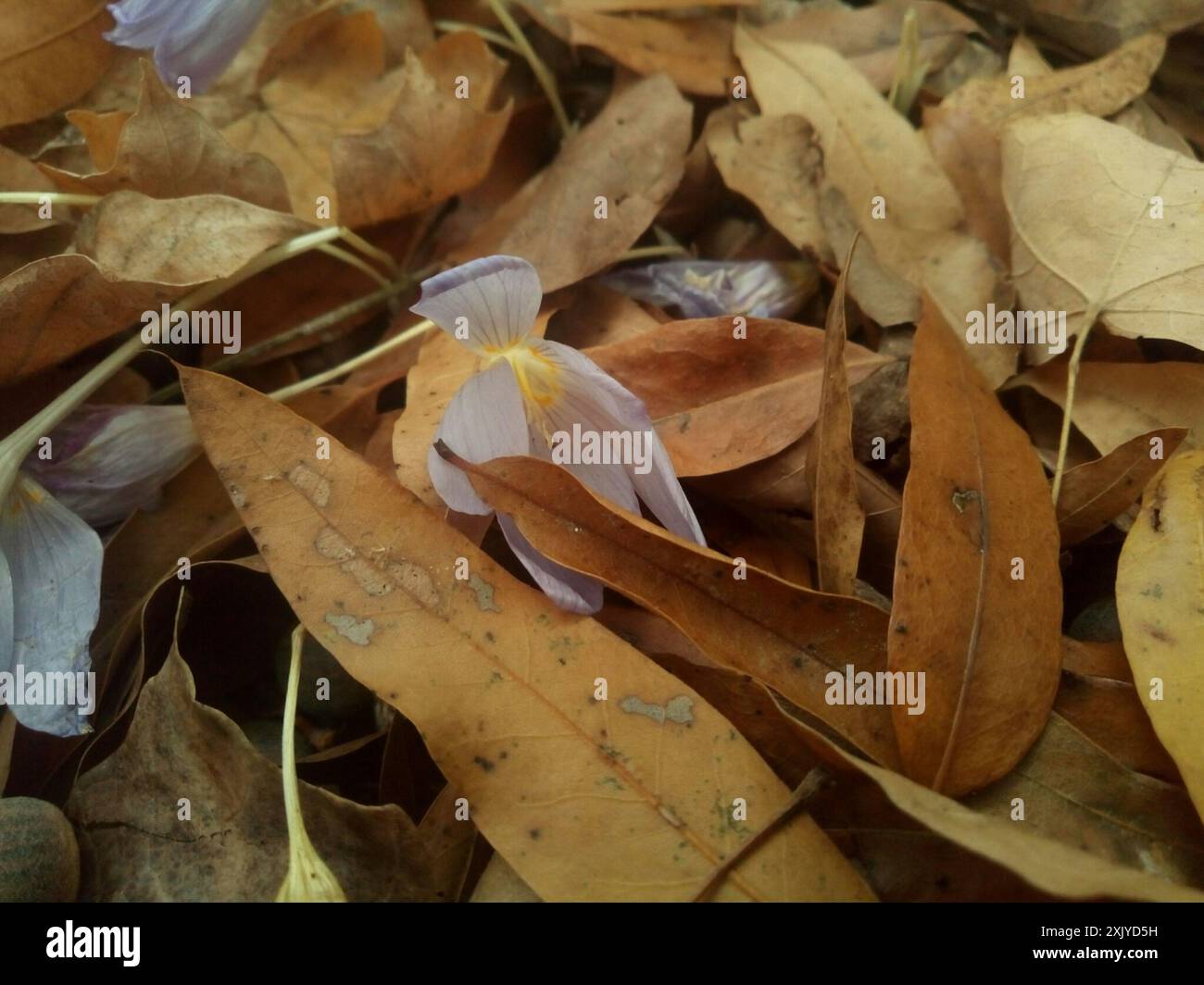 Kotschy's Crocus (Crocus kotschyanus) Plantae Stock Photo - Alamy