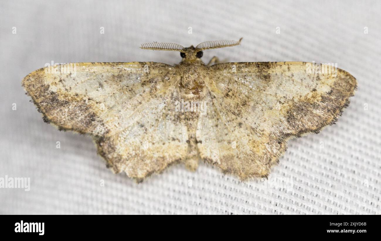 Geometer Moths (Geometridae) Insecta Stock Photo - Alamy