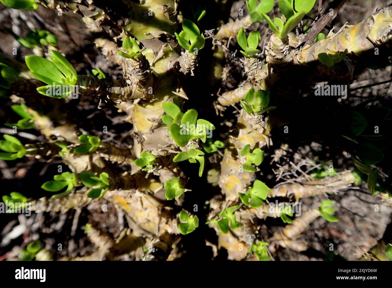 Botterboom (Tylecodon paniculatus) Plantae Stock Photo - Alamy