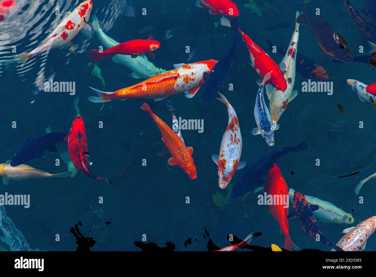 A variety of koi fish swim in a pond, showcasing their vibrant colors ...