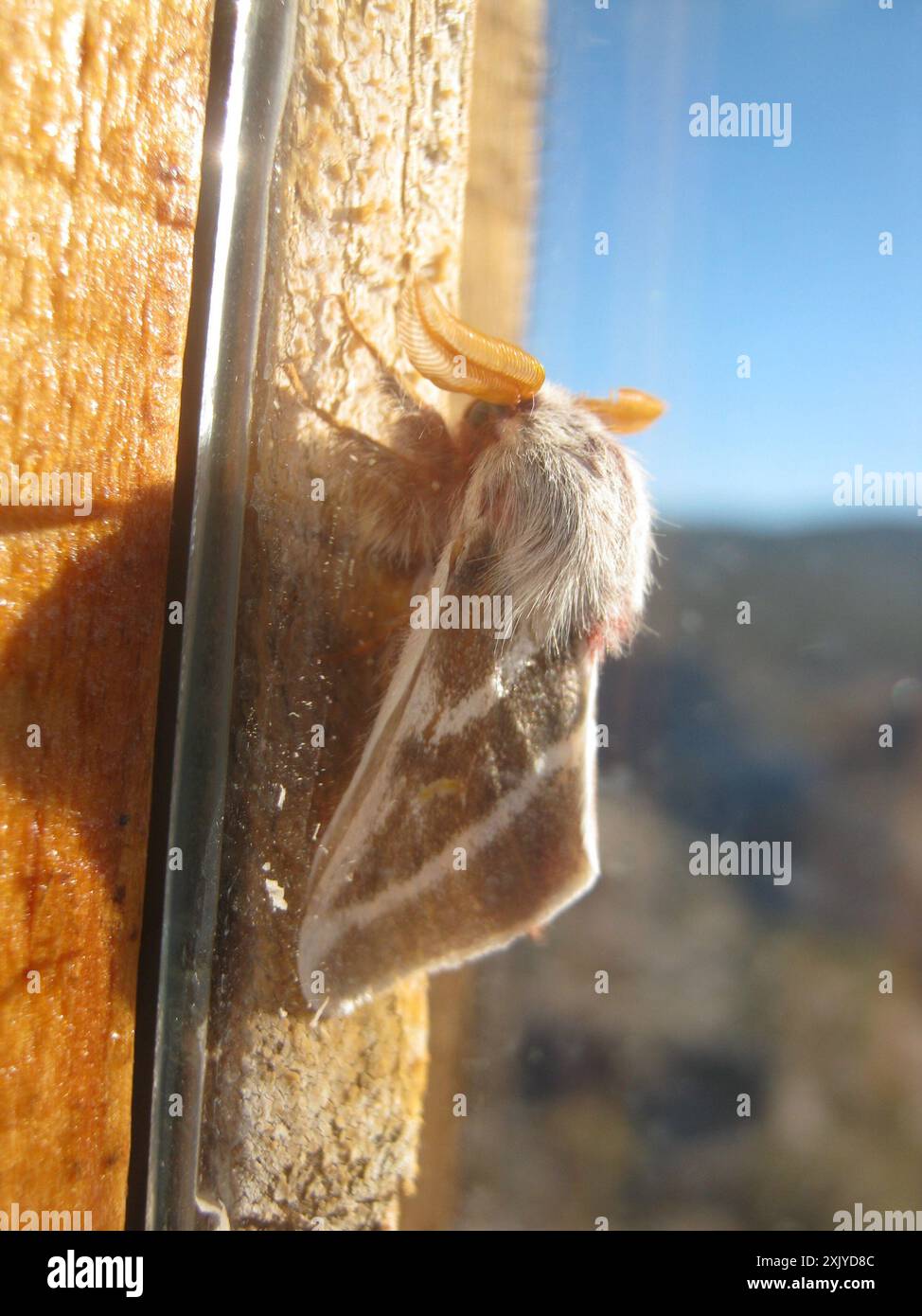 Sheepmoths (Hemileuca) Insecta Stock Photo - Alamy