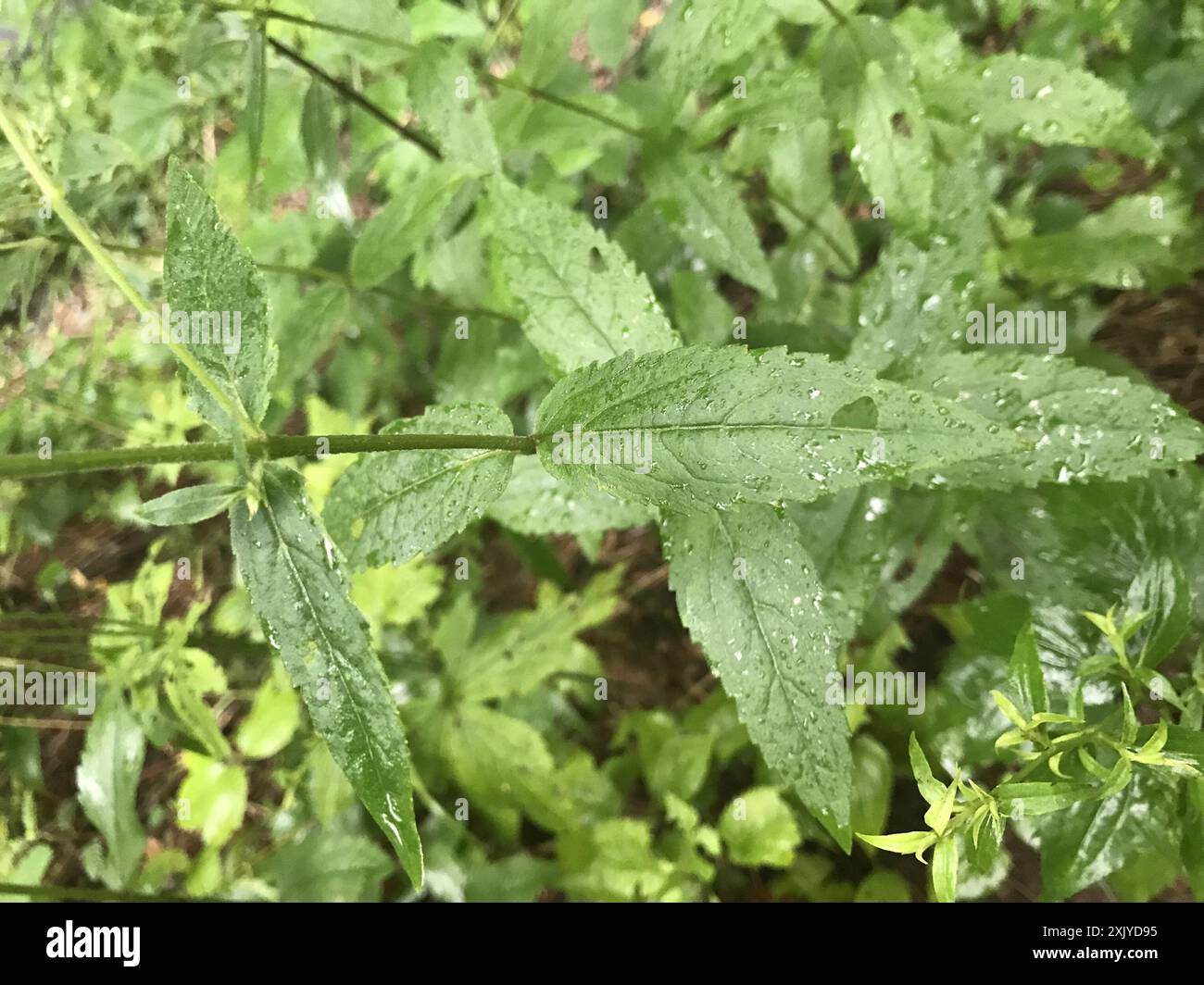 white boneset (Eupatorium album) Plantae Stock Photo - Alamy