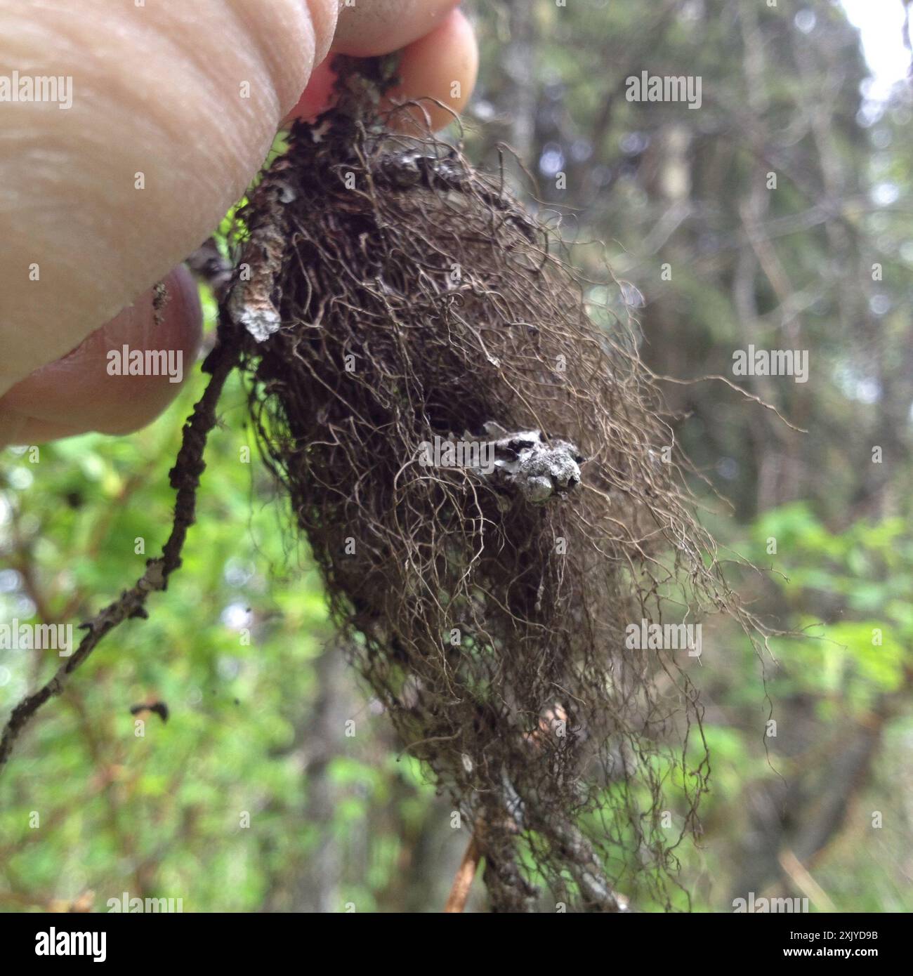 Horsehair Lichens (Bryoria) Fungi Stock Photo - Alamy