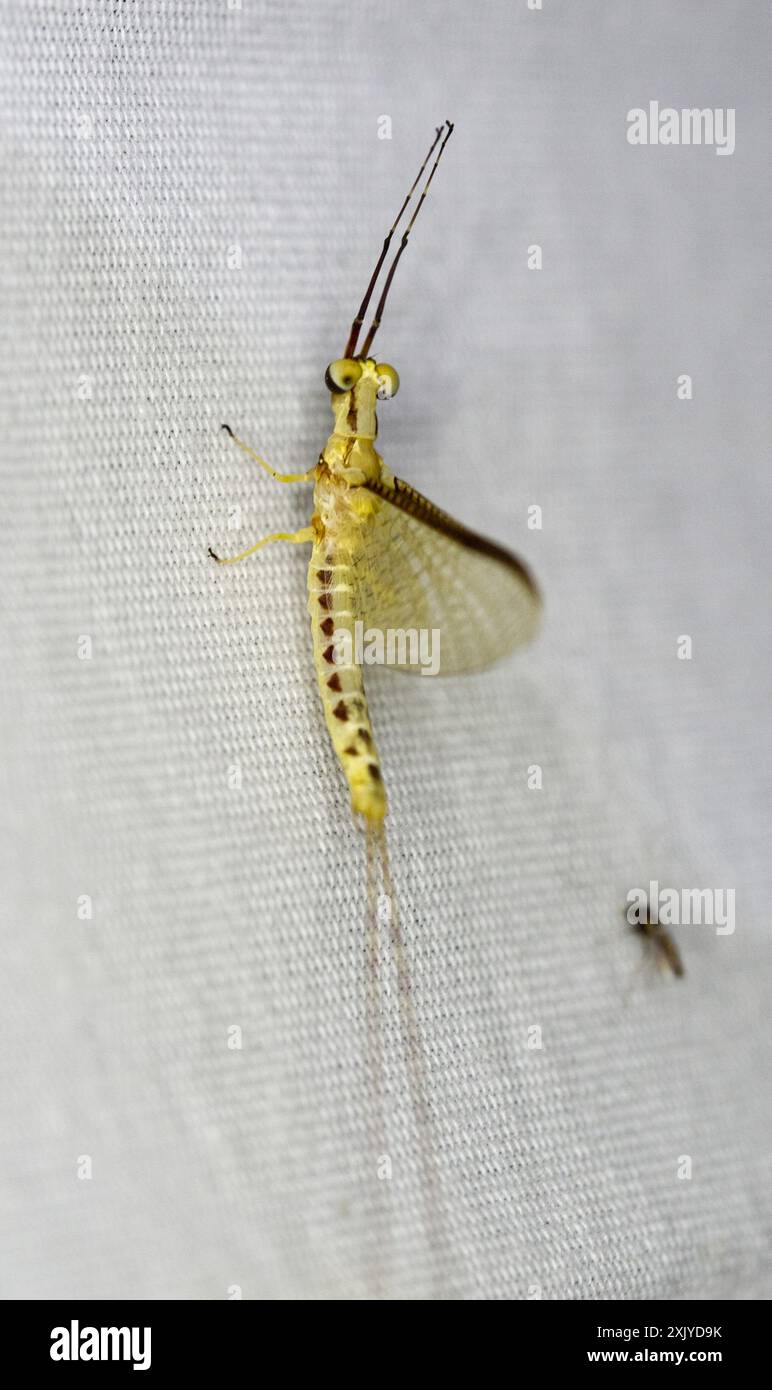 Giant Mayfly (Hexagenia limbata) Insecta Stock Photo - Alamy