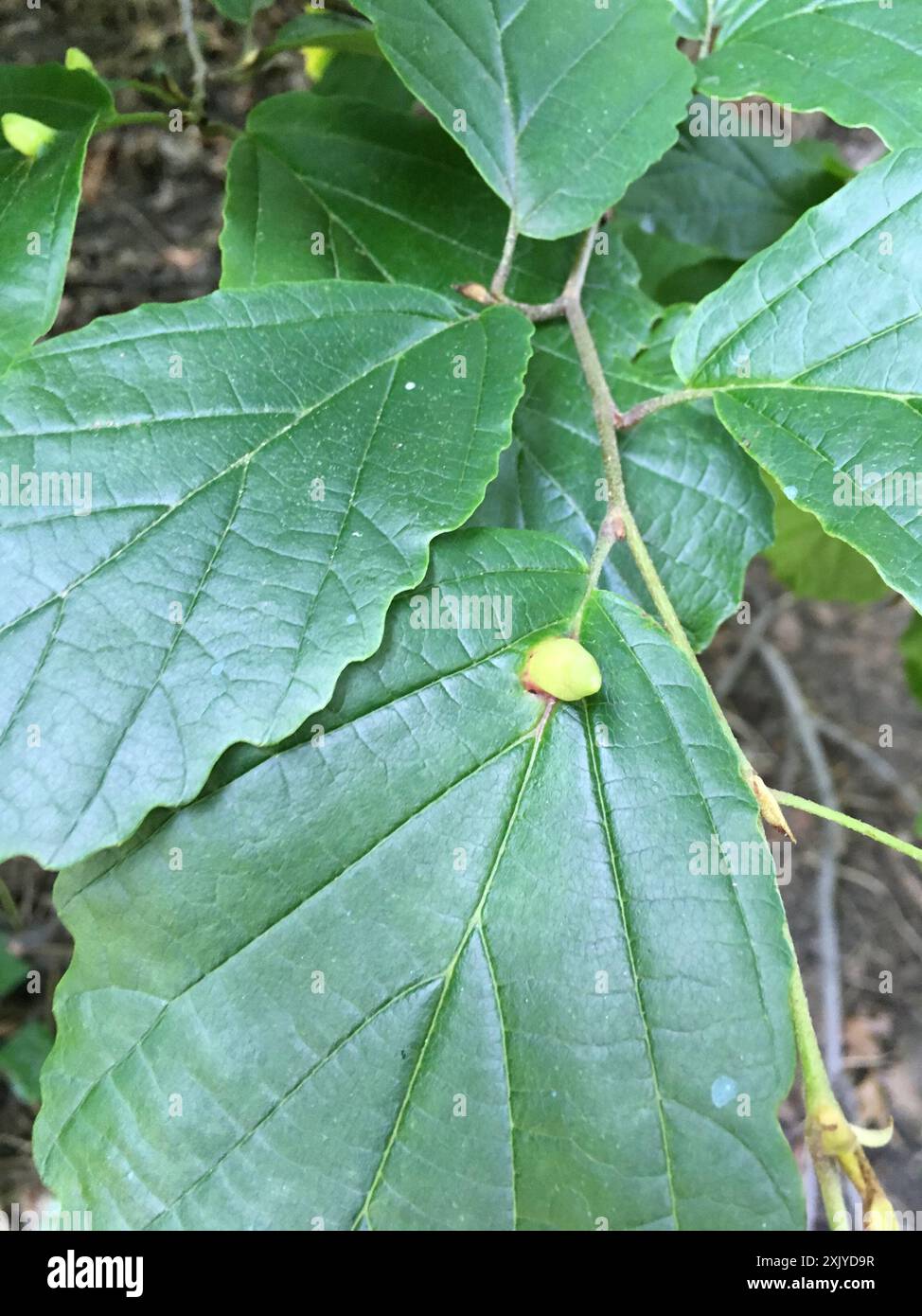 Witch-hazel Cone Gall Aphid (Hormaphis hamamelidis) Insecta Stock Photo ...