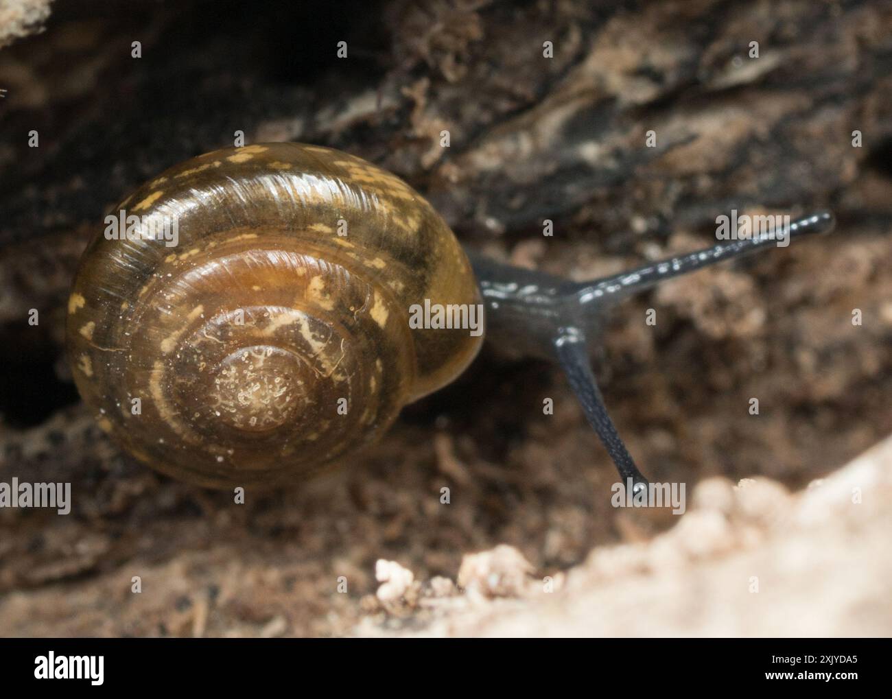 Common Land Snails and Slugs (Stylommatophora) Mollusca Stock Photo - Alamy