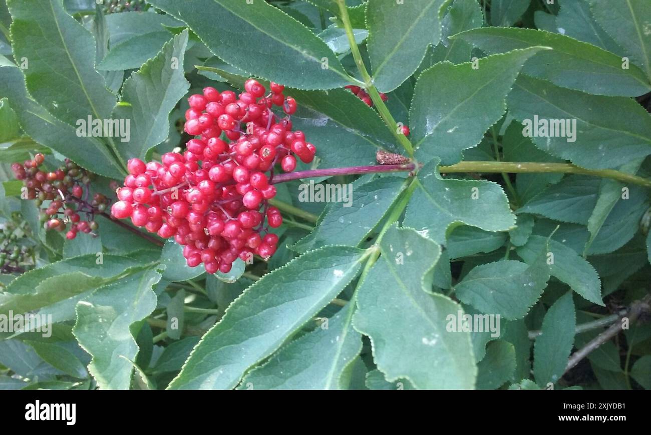 European Red Elder (Sambucus racemosa racemosa) Plantae Stock Photo - Alamy