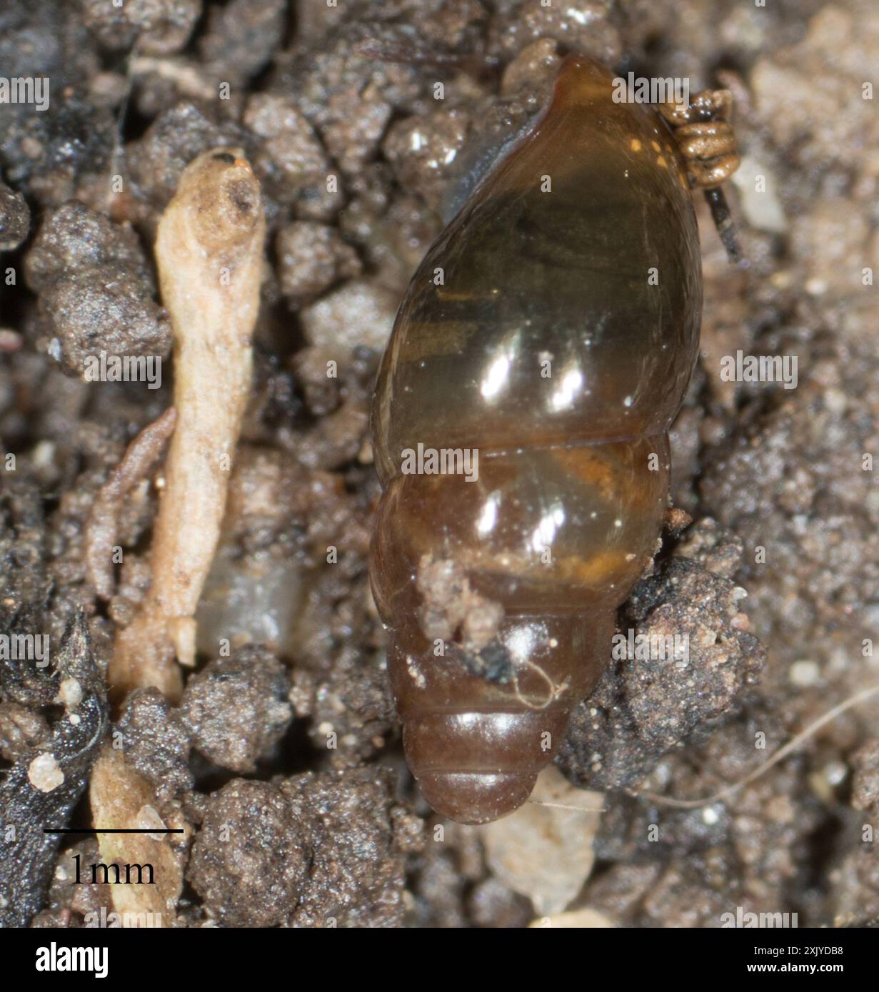 Cochlicopa lubrica hi-res stock photography and images - Alamy